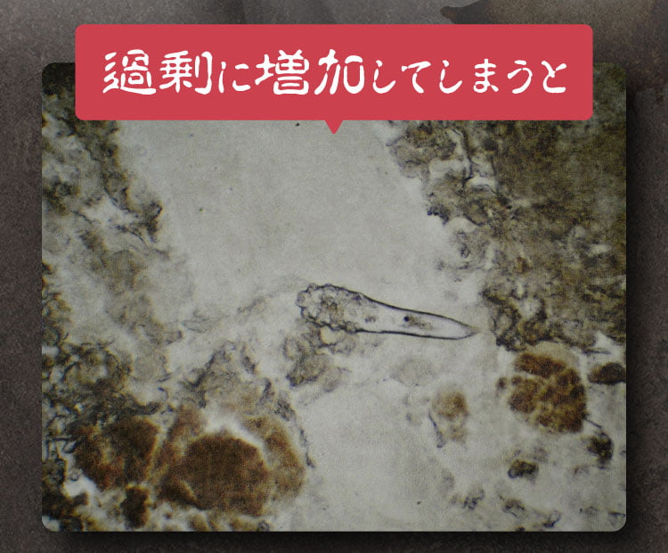 [公式]POTOLE（ポトレ）ジェルバームクレンジング / RAYELL